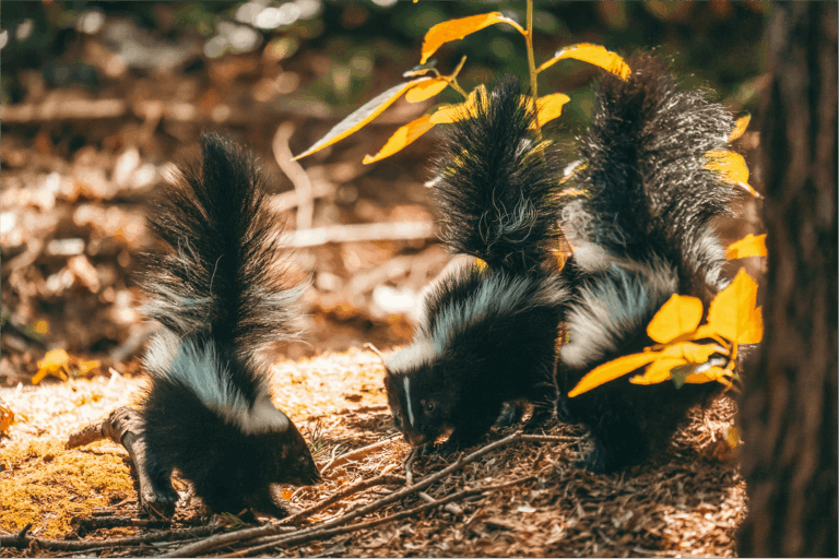 Dog Sprayed by a Skunk? Here’s How to Remove the Smell—Fast