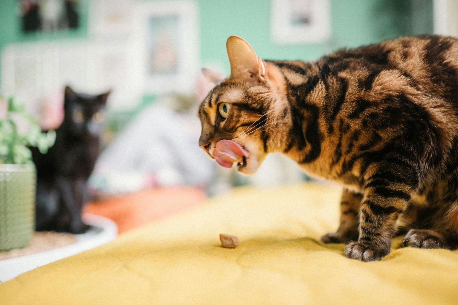 What to do If Your Cat Refuses to Take Pills