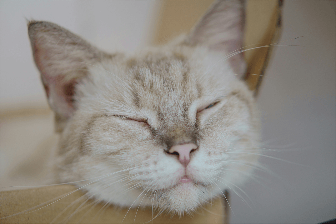 Why Is My Cat Squinting? Common Eye Problems