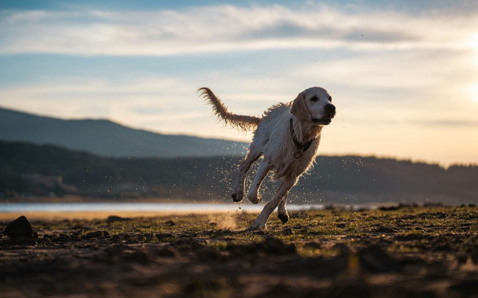 Dry Drowning in Dogs: Signs, Causes, and Treatment