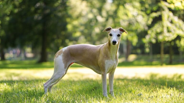5 Common Italian Greyhound Health Concerns