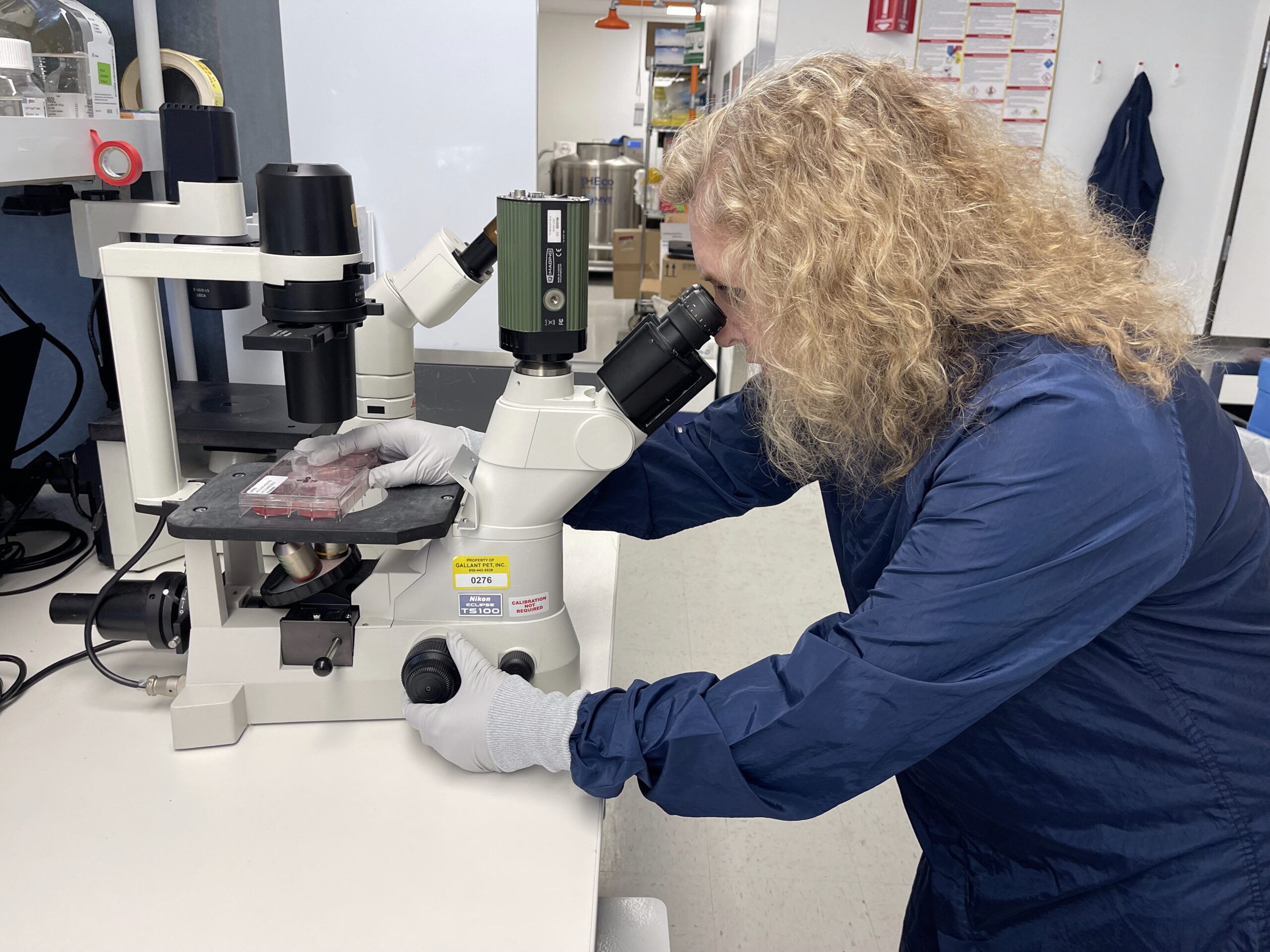 How Veterinary Cell Therapies Move Toward FDA Approval