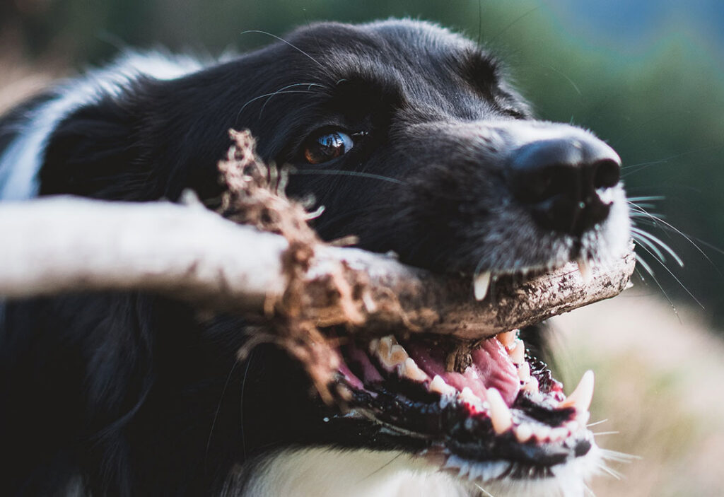 Dry Drowning in Dogs: What You Should Know