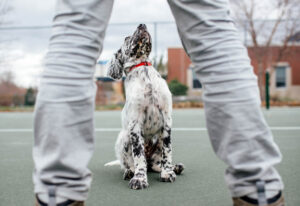 21 Essential Dog Commands to Teach Your Dog