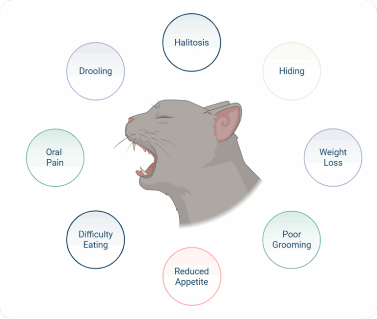 Gingivostomatitis in Cats: Symptoms & Treatment