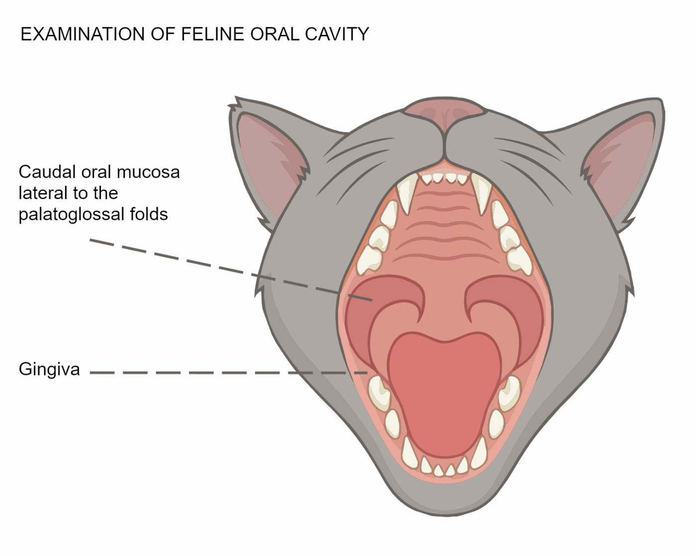 Stem Cell Therapy for Refractory FCGS in Cats