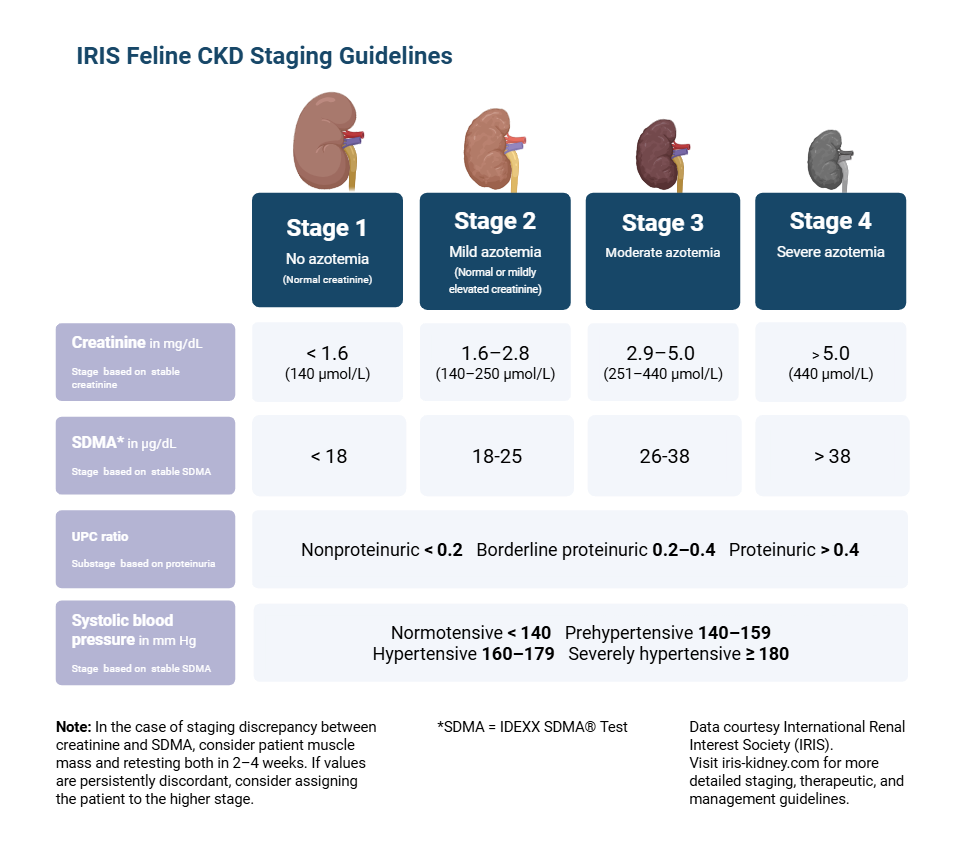 Feline CKD: Signs, Diagnosis & New Therapies