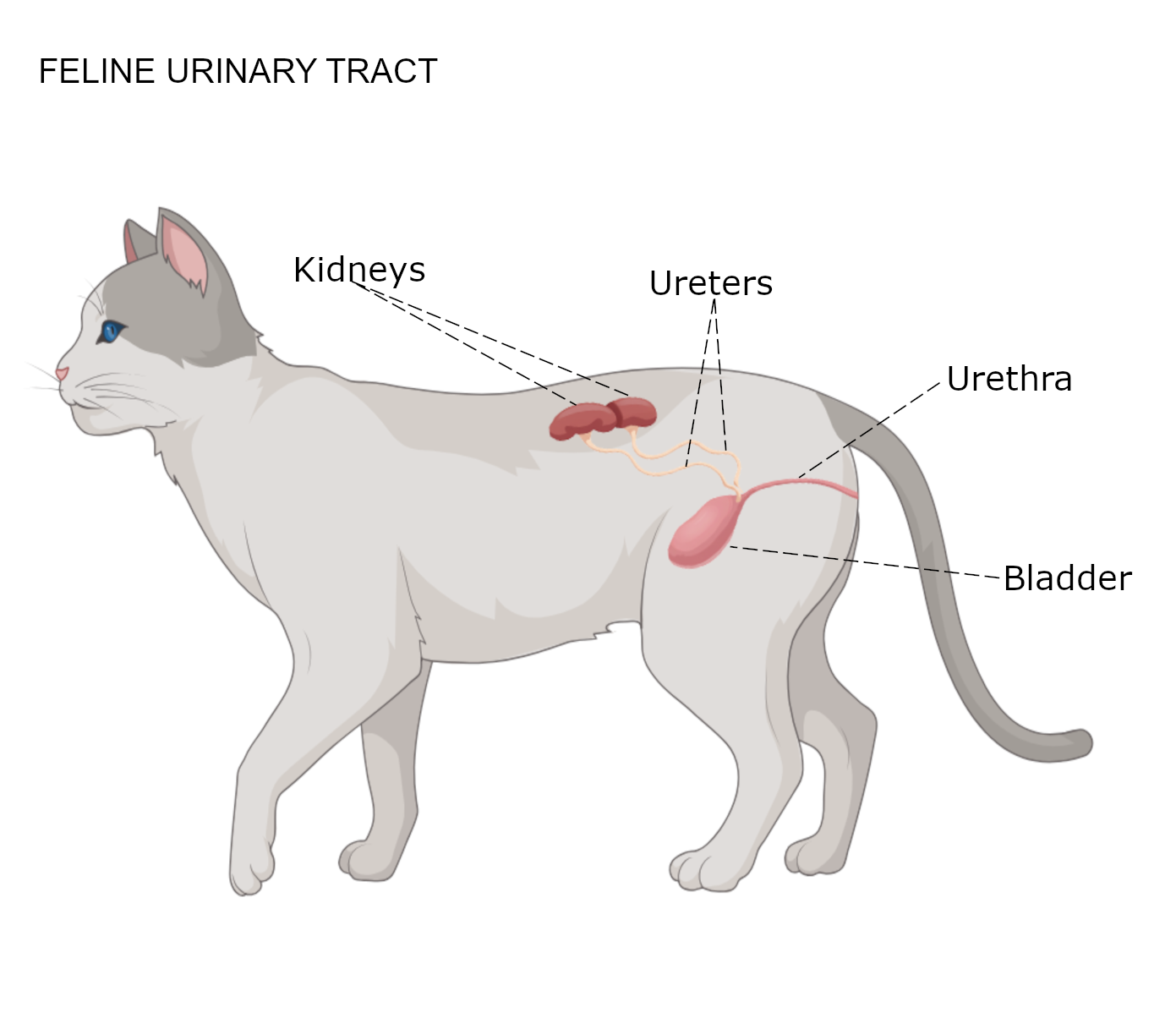 Feline CKD: Signs, Diagnosis & New Therapies